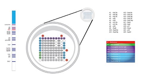 Microblot Array Borrelia Biovendor Randd