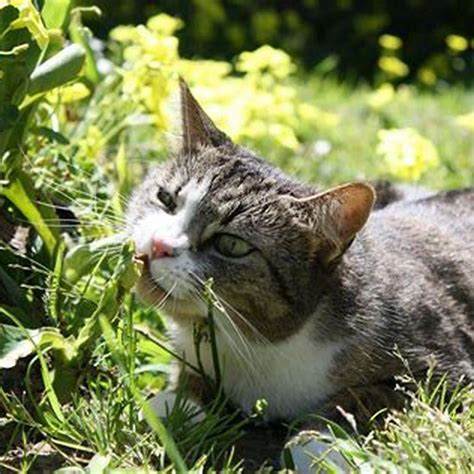Is Eating Grass Good For Cats Diy Seattle