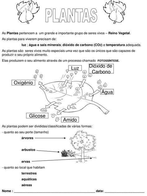 Ppt Plantas Powerpoint Presentation Free Download Id1792145
