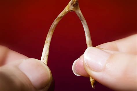 Where Is The Wishbone And What Even Is It The Kitchn