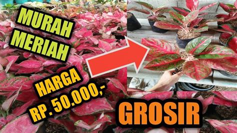 HARGA AGLAONEMA GROSIR MURAH MERIAH YouTube