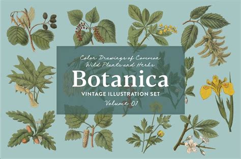 Botanica Vol 1 Vintage Plants Illustrations Etsy