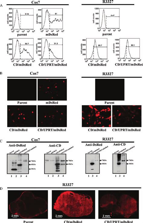 Fusion Protein Expression In Transiently Tranfected Cos7 Cells And