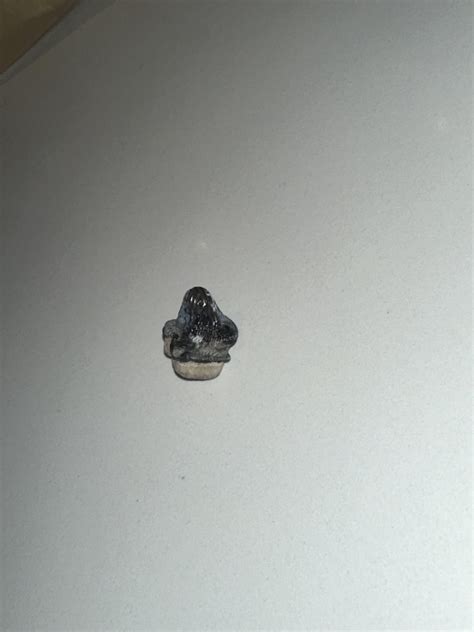 Any Ideas R Fossilid