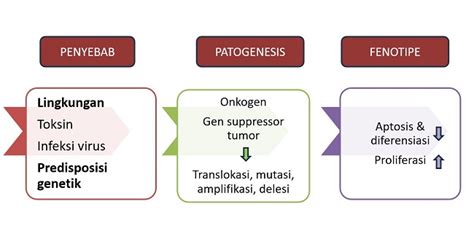Patofisiologi Leukemia Alomedika