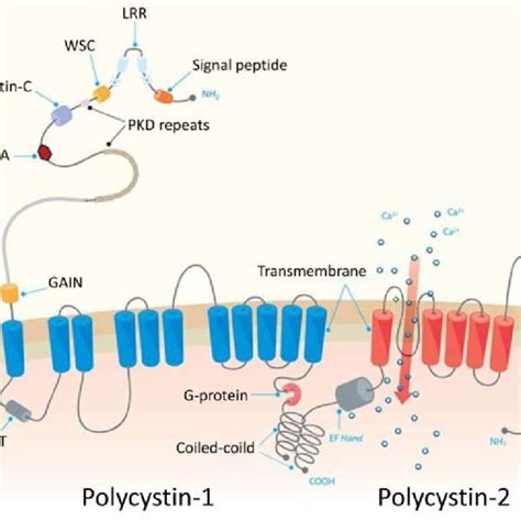 The Structure Of Polycystins Lrr Leucine Rich Repeats Wsc Cell Wall
