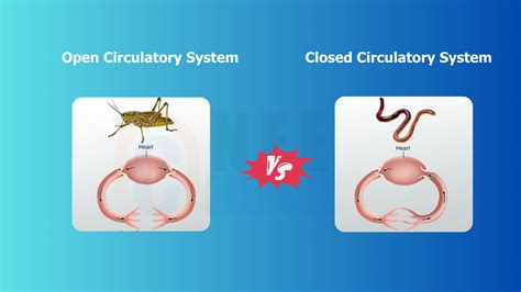 Difference Between Open And Closed Circulatory System Neet Chennai