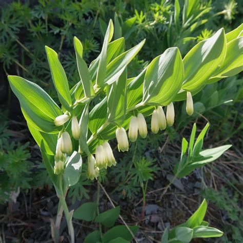 Plant Faqs Polygonatum Odoratum
