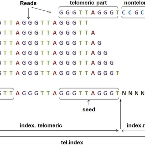 An Example Of Sequence Structure Of Telomeric Index For Telomeric Read