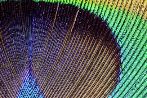 Peacock Feather Photograph By Nicolas Reusensscience Photo Library