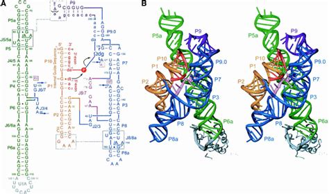 Overall Secondary And Tertiary Structure Of The Azoarcus Ile Trna