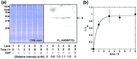 Intracellular Edhfr Gfp Labeling With Optimized Reagent 6 In Hela Dg Download Scientific