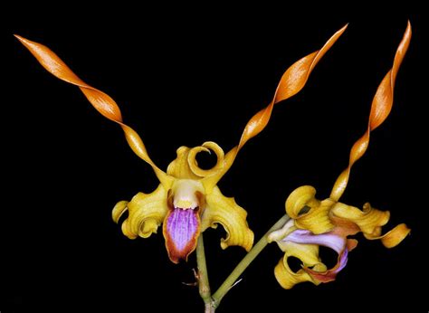 Dendrobium Tangerinum X Sib Rare Species The Orchid Patio
