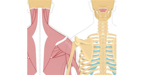 Rectus Capitis Posterior Minor Muscle Getbodysmart