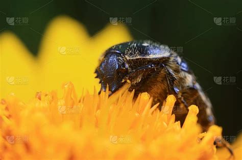 金龟子科素材 花瓣网