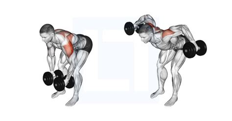 Dumbbell Rear Lateral Raise Guide Benefits And Form