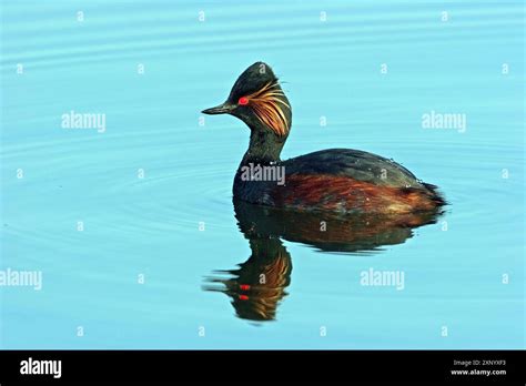 Black Necked Grebe Podiceps Nigricollis Swimming In The Water Hides