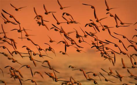 Why Do Birds Migrate Explore Secret Birdserenity