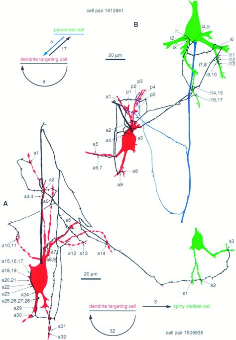 Massive Autaptic Self Innervation Of Gabaergic Neurons In Cat Visual Cortex Journal Of