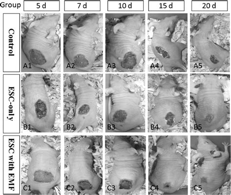 Image Recording For Wound Healing At Different Groups Regenerated Skin