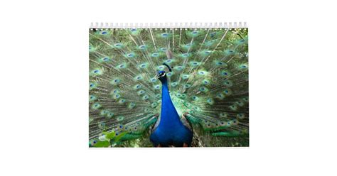 Peacock Calendar Zazzle