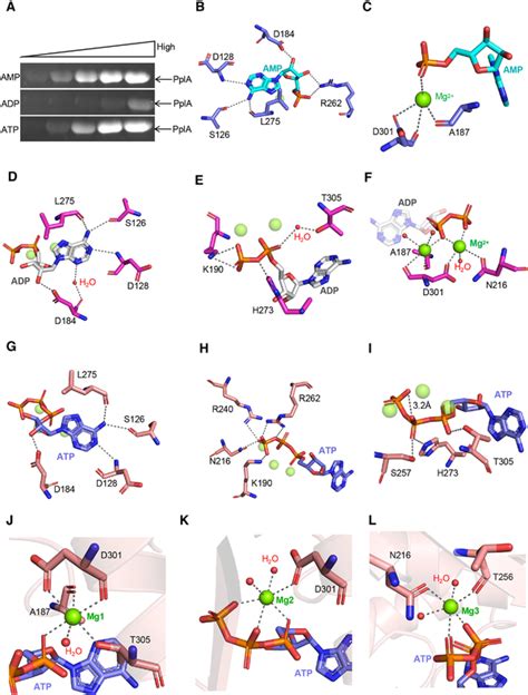Recognition Of Amp Adp Atp And Mg²⁺ Ion A Effects Of Different
