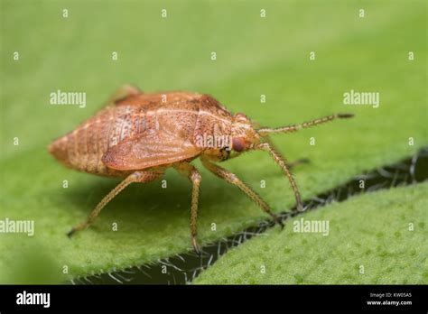 Mirid Bug Nymph Harpocera Thoracica Resting On A Leaf Knockgraffon Tipperary Ireland Stock