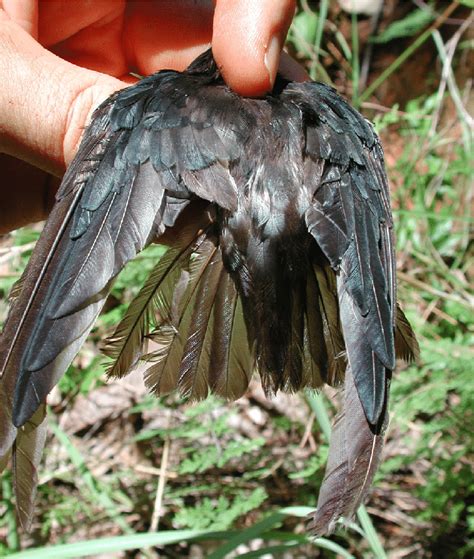 Dorsal Surface Of A Live Uniform Swiftlet Aerodramus Vanikorensis From