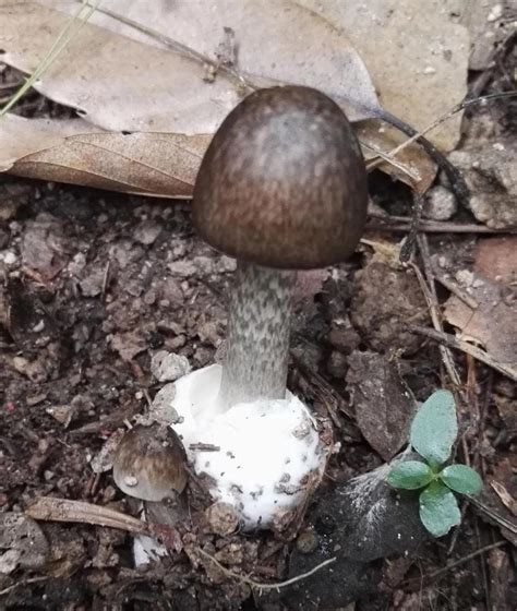 灰花纹鹅膏：剧毒蘑菇的真相