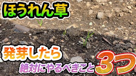 【ほうれん草】とても重要です。種を撒いた後にこれらをやってください！ Youtube
