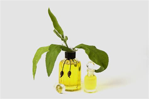 Sambong Benefits How Does This Herb Help Improve Overall Health