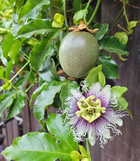 Edible Passionfruit Vine
