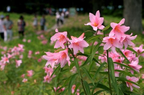 高清水自然公園ひめさゆり群生地旅東北 東北の観光旅行情報サイト