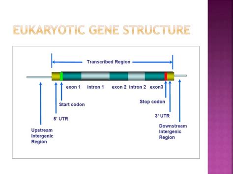 Eukaryotic Gene Structure Pptx Eukaryotic Gene Structure Pptx