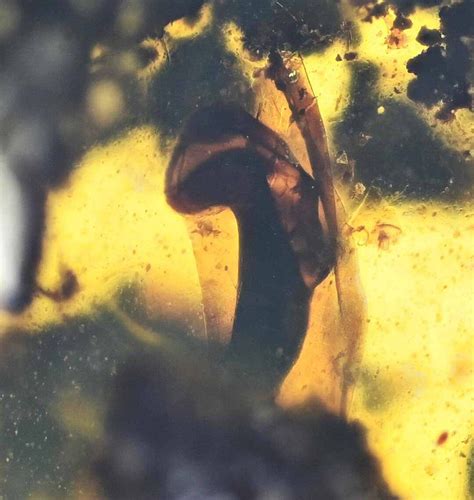 Extremely Rare Mushroom Fossil Inclusion In Burmese Amber Etsy