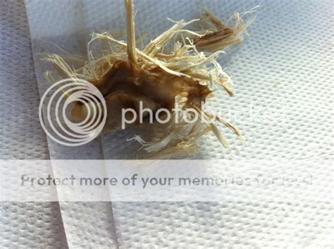 Carpet Snake Poo Pictures Carpet Vidalondon