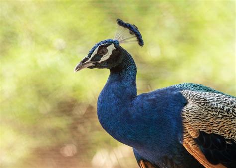 Premium Photo Colourful Head Of Peacock Head Close Up