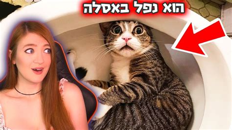סרטון הכי מצחיק נסו לא לצחוק גרסת חתולים Youtube