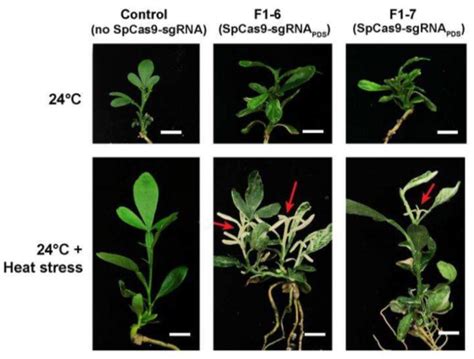 Increased Efficiency Of Targeted Mutagenesis By Crisprcas9 In Plants