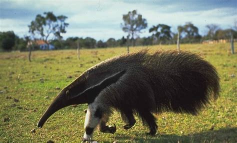 Anteater Facts 20 Interesting Facts About Anteater