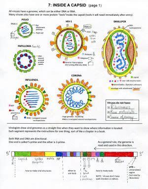 Intro To Virology Ellen McHenry S Basement Workshop