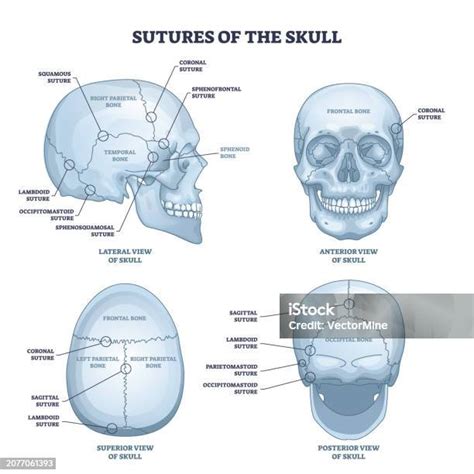 Sutures Of The Skull As Human Head Bone Medical Division Outline