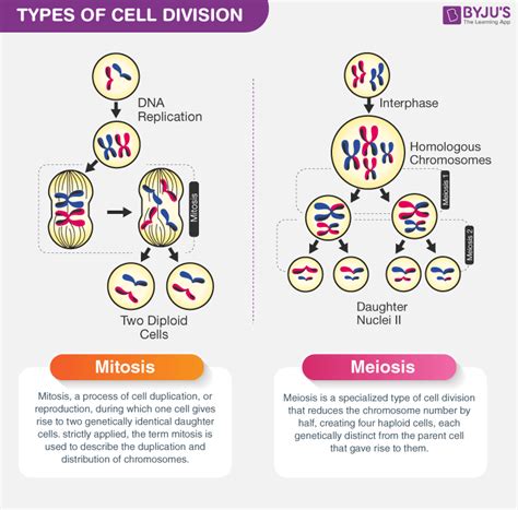 Cbse Class 10 Science Chapter 8 How Do Organisms Reproduce Notes