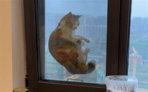 猫德学院的优秀员工（下） 本喵叫兔兔 本喵叫兔兔 哔哩哔哩视频