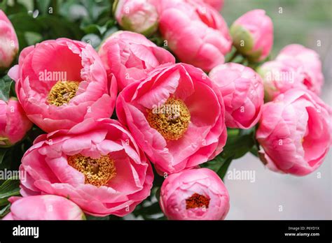 Les Pivoines rose Beau bouquet d été Composition florale Fond d écran De jolies fleurs dans