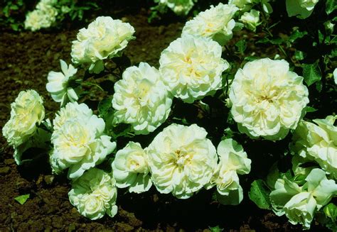 Bodendeckerrose 'White Meidiland'® kaufen | Floranza | floranza.de ...