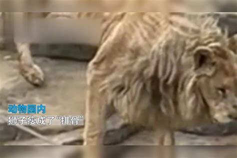 动物园内狮子瘦成了“排骨”，园方：年龄较大，进食能力弱