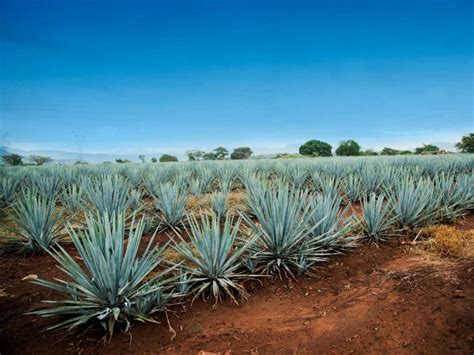 How Fast Does Agave Grow All You Need To Know Leafyjournal