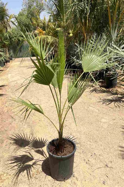 Buy Mexican Fan Palm Plantshopme Premium Palms