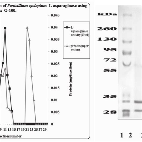 SDSPAGE Analysis Of The Purified L Asparaginase Produced The